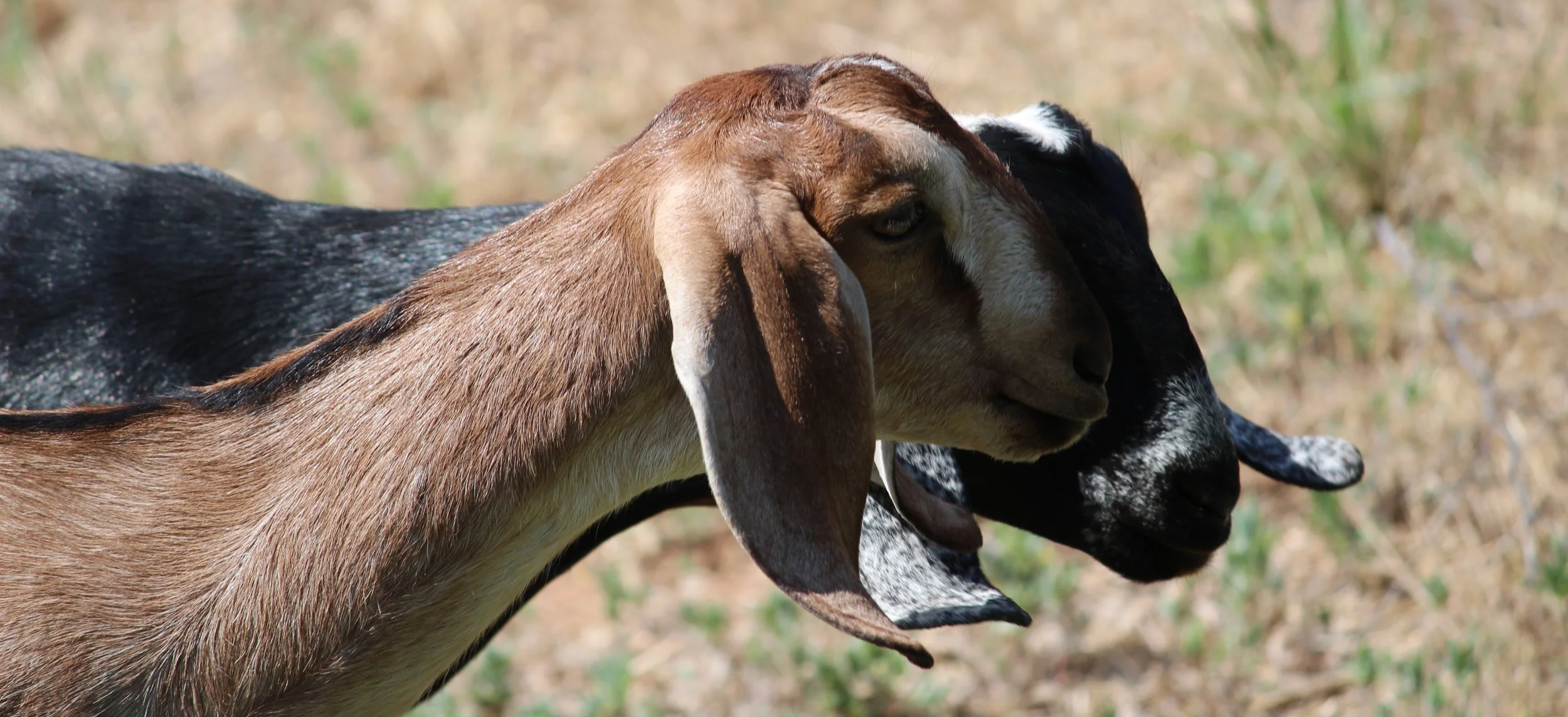 Nubian Goat Breeding: Heat, Rut & Ovulation Timing Guide