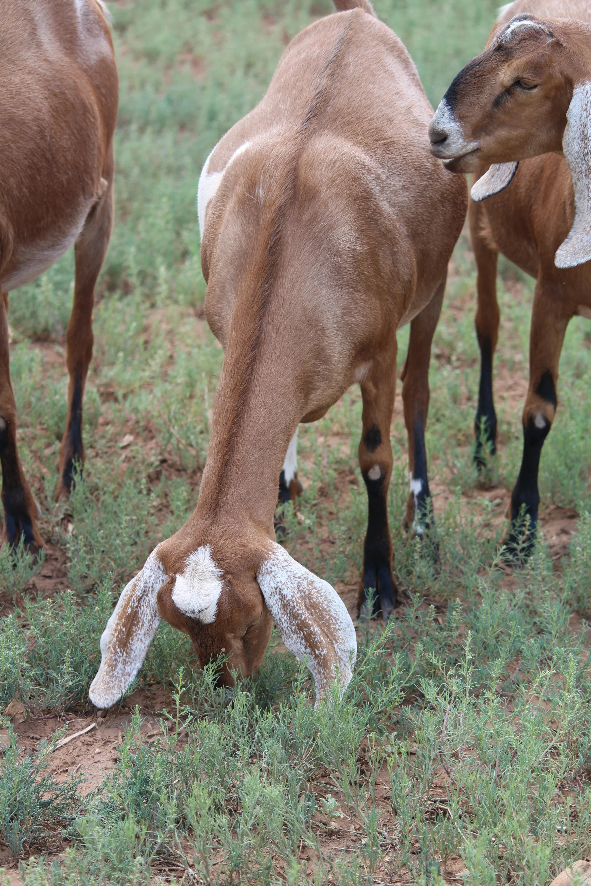 CAE Prevention in Goat Kids: Pasteurization & Colostrum Tips