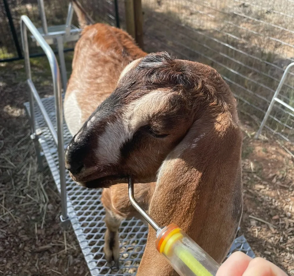 How to Drench a Goat Safely: Step-by-Step for Beginners