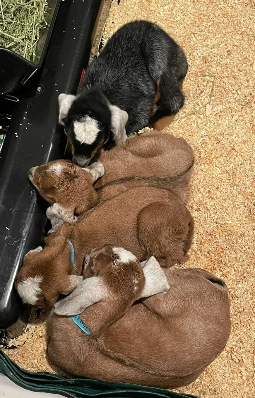 CAE Prevention in Goat Kids: Pasteurization & Colostrum Tips