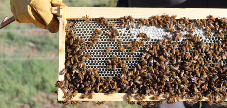 Langstroth Beehive Guide for Beginners: Box Sizes, Frames & Climate Tips