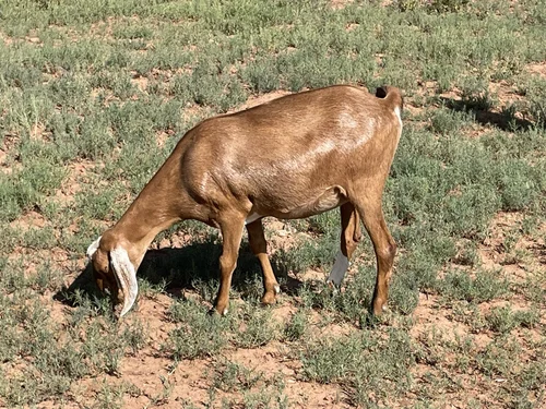 CAE in Goats: How It Spreads, Why Testing Matters & What You Can Do