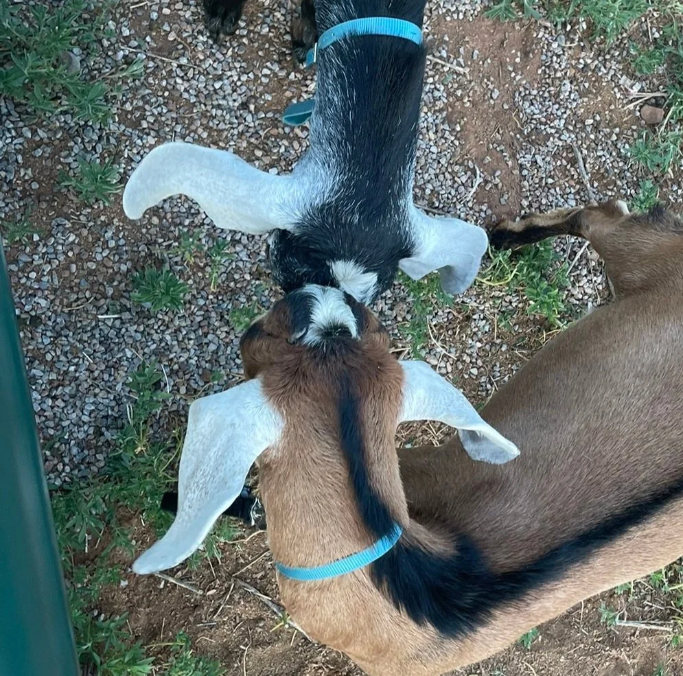 How to Train a Goat: Stop Biting, Headbutting & Bad Behavior Early