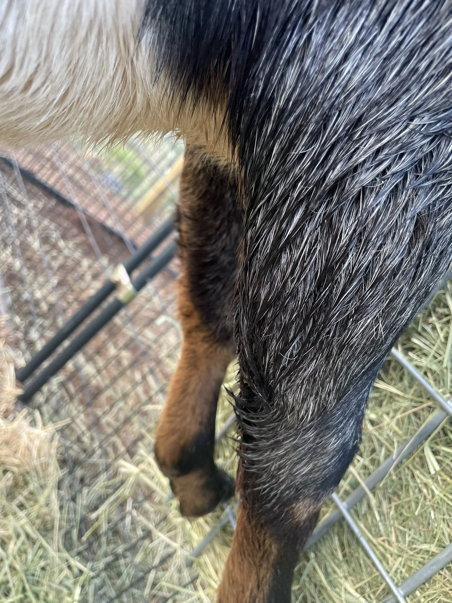 Nubian Goat Breeding: Heat, Rut & Ovulation Timing Guide