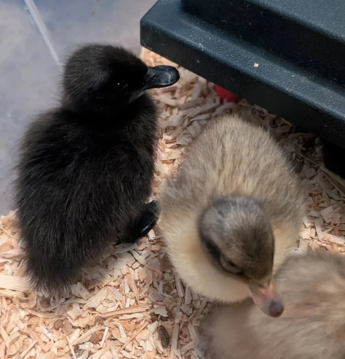 Sick Duckling? Common Duckling Health Problems, Symptoms & Treatment