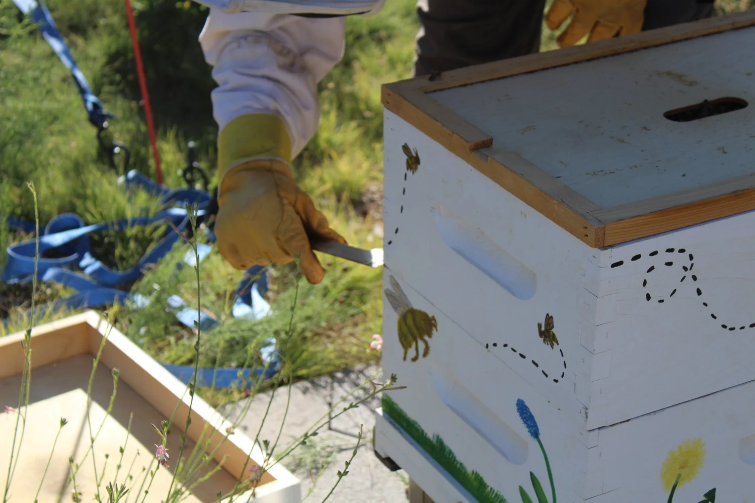 Langstroth Beehive Guide for Beginners: Box Sizes, Frames & Climate Tips