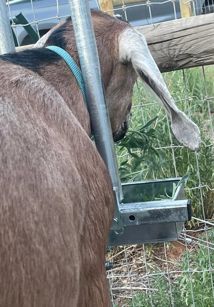How to Train a Goat: Stop Biting, Headbutting & Bad Behavior Early