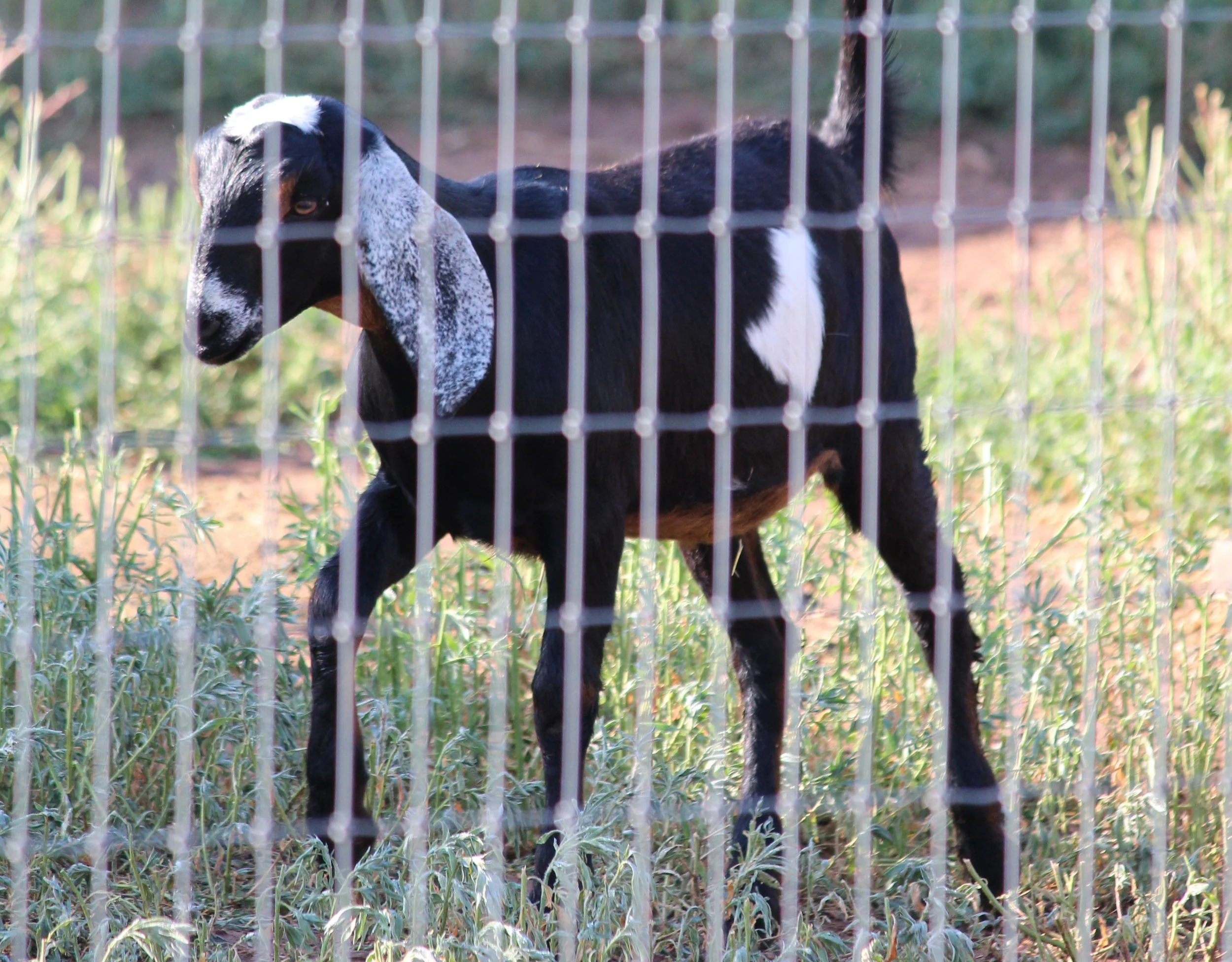CAE Prevention in Goat Kids: Pasteurization & Colostrum Tips