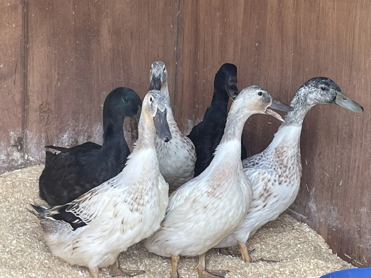 When Do Ducklings Get Feathers? Growth Stages & Week-by-Week Feathering ...