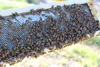 Langstroth Beehive Guide for Beginners: Box Sizes, Frames & Climate Tips