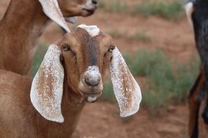 CAE in Goats: How It Spreads, Why Testing Matters & What You Can Do