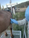CAE in Goats: How It Spreads, Why Testing Matters & What You Can Do