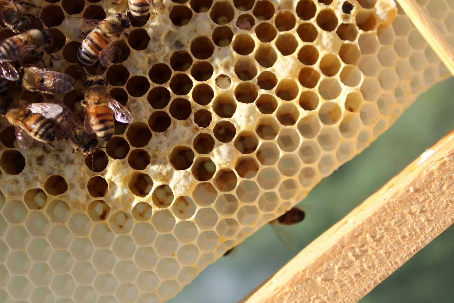 Langstroth Beehive Guide for Beginners: Box Sizes, Frames & Climate Tips