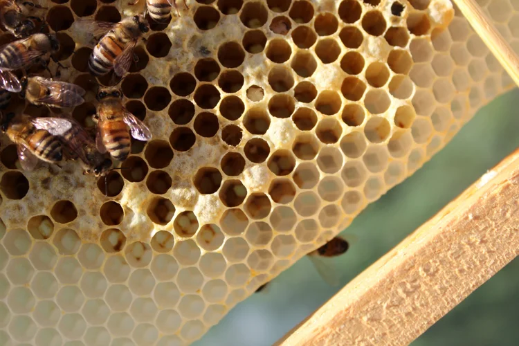 Langstroth Beehive Guide for Beginners: Box Sizes, Frames & Climate Tips