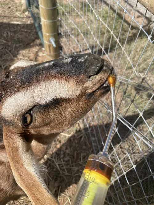 How to Drench a Goat Safely: Step-by-Step for Beginners