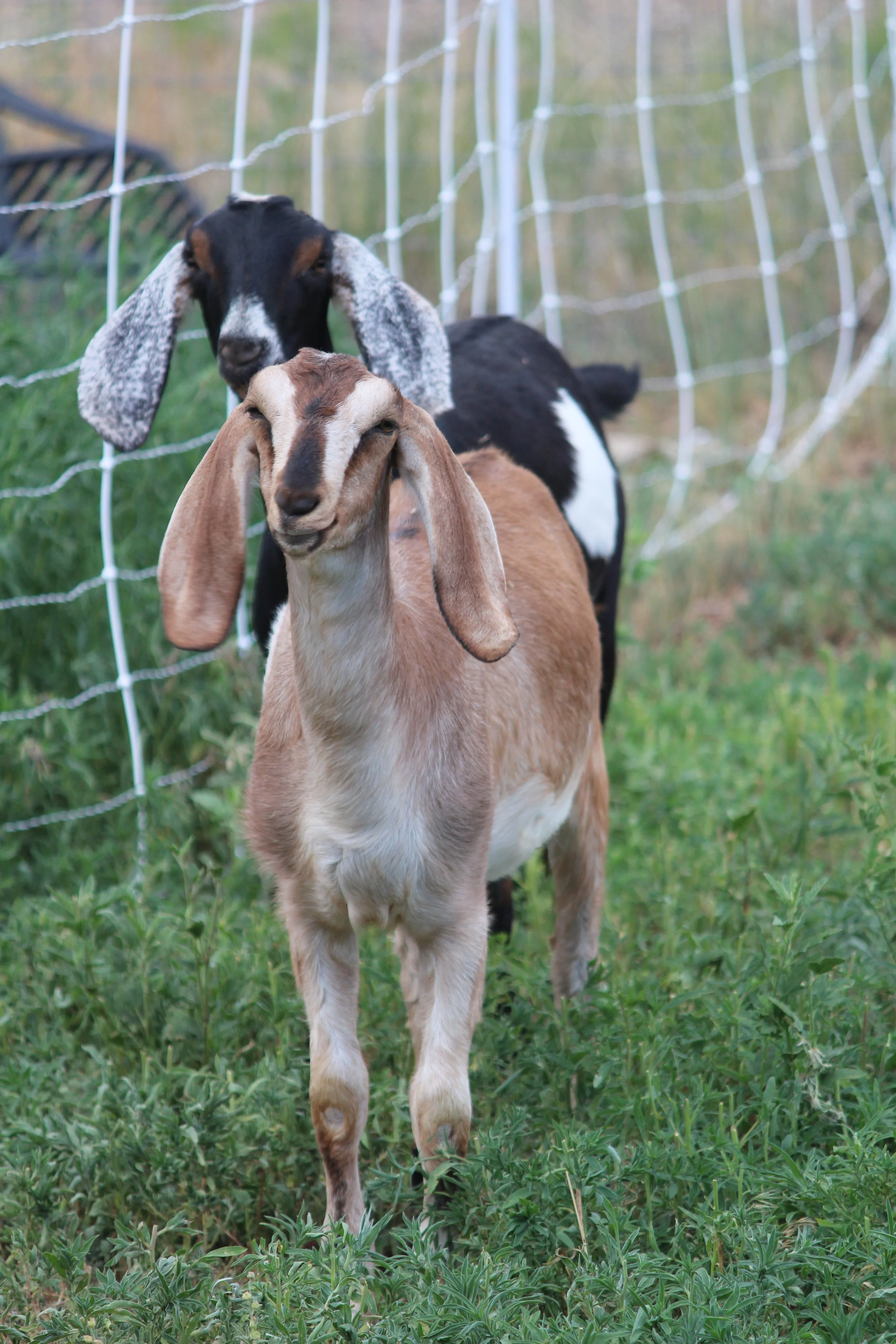 CAE Prevention in Goat Kids: Pasteurization & Colostrum Tips