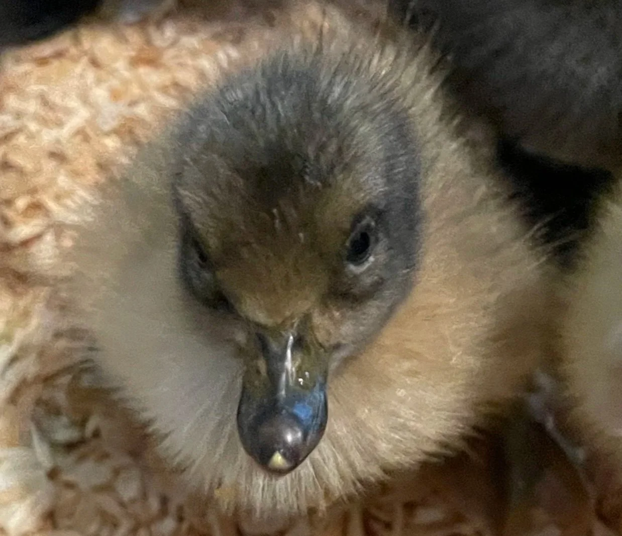 Sick Duckling? Common Duckling Health Problems, Symptoms & Treatment