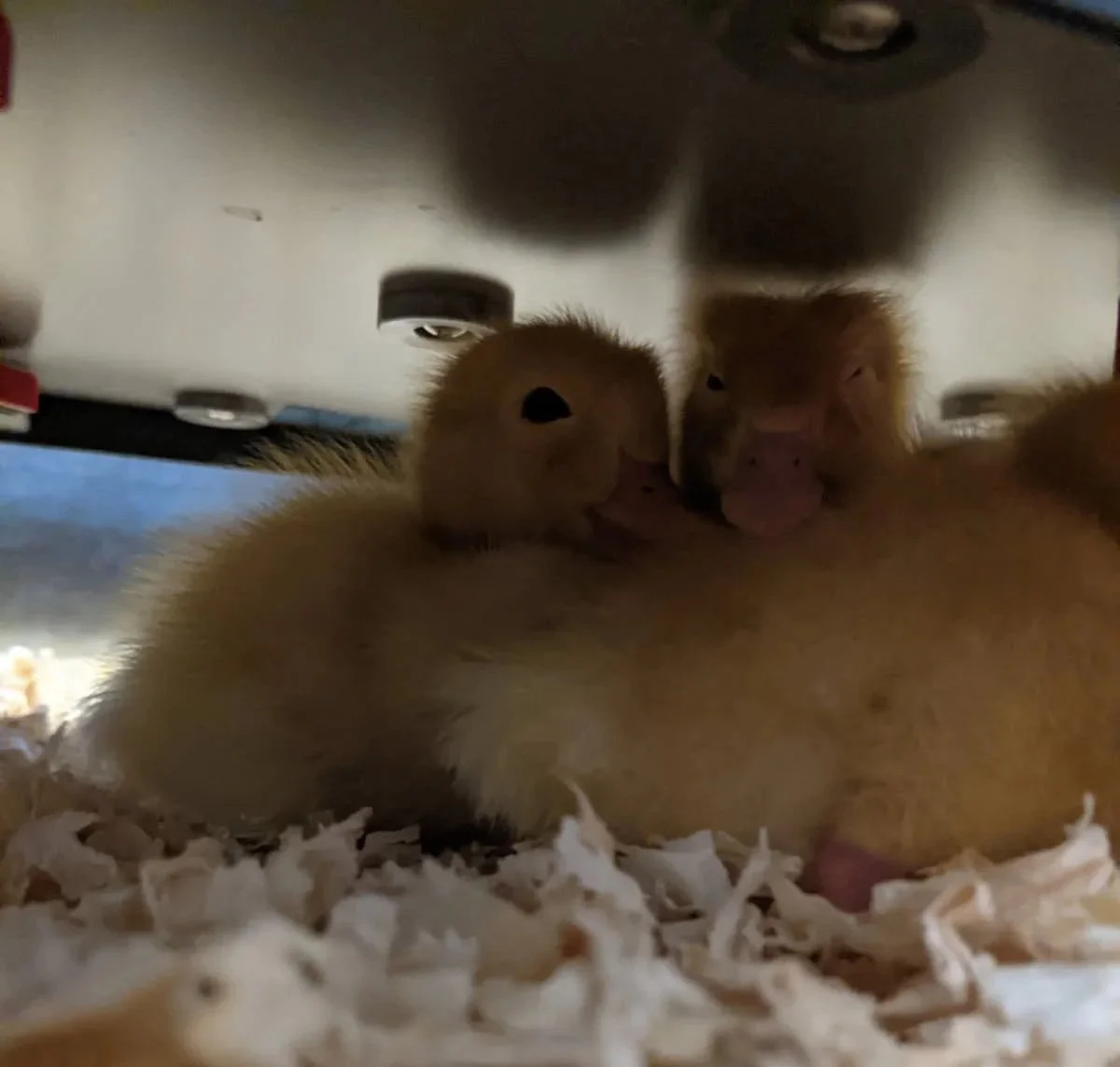 Sick Duckling? Common Duckling Health Problems, Symptoms & Treatment