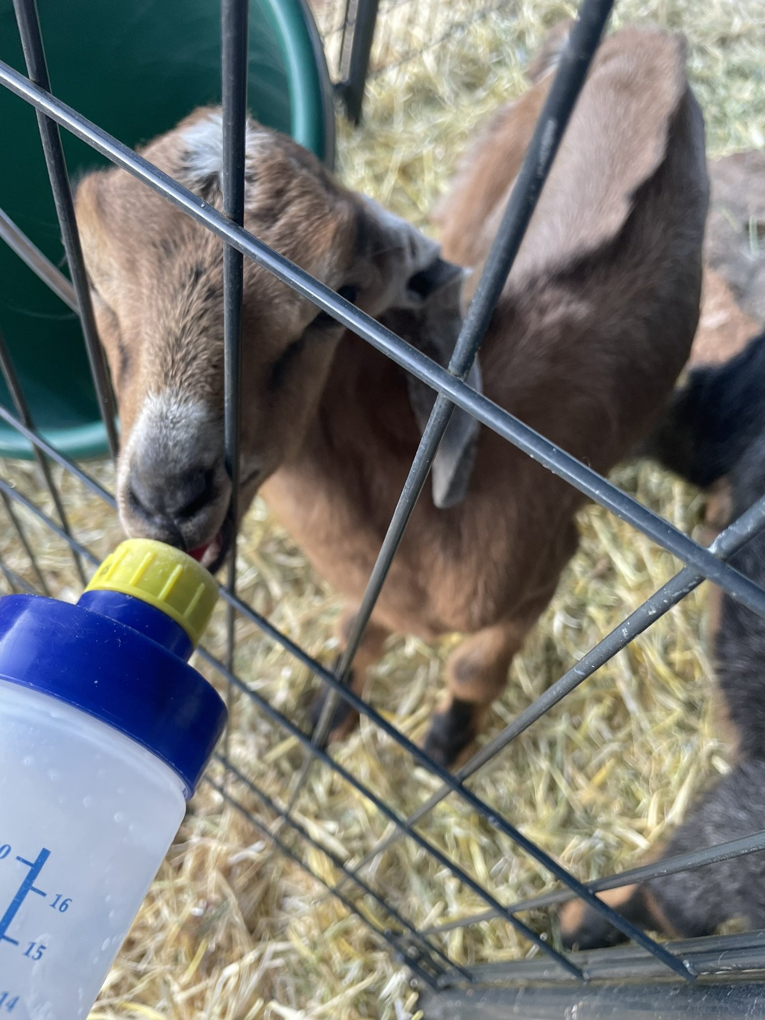 CAE Prevention in Goat Kids: Pasteurization & Colostrum Tips
