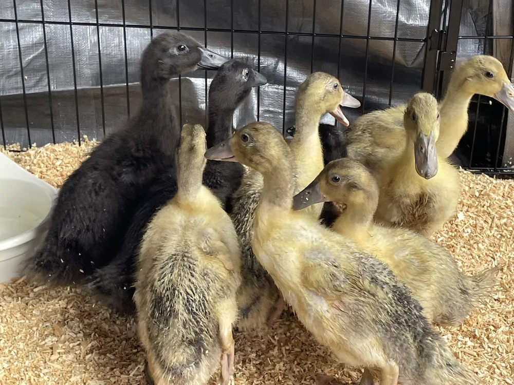 When Do Ducklings Get Feathers? Growth Stages & Week-by-Week Feathering ...