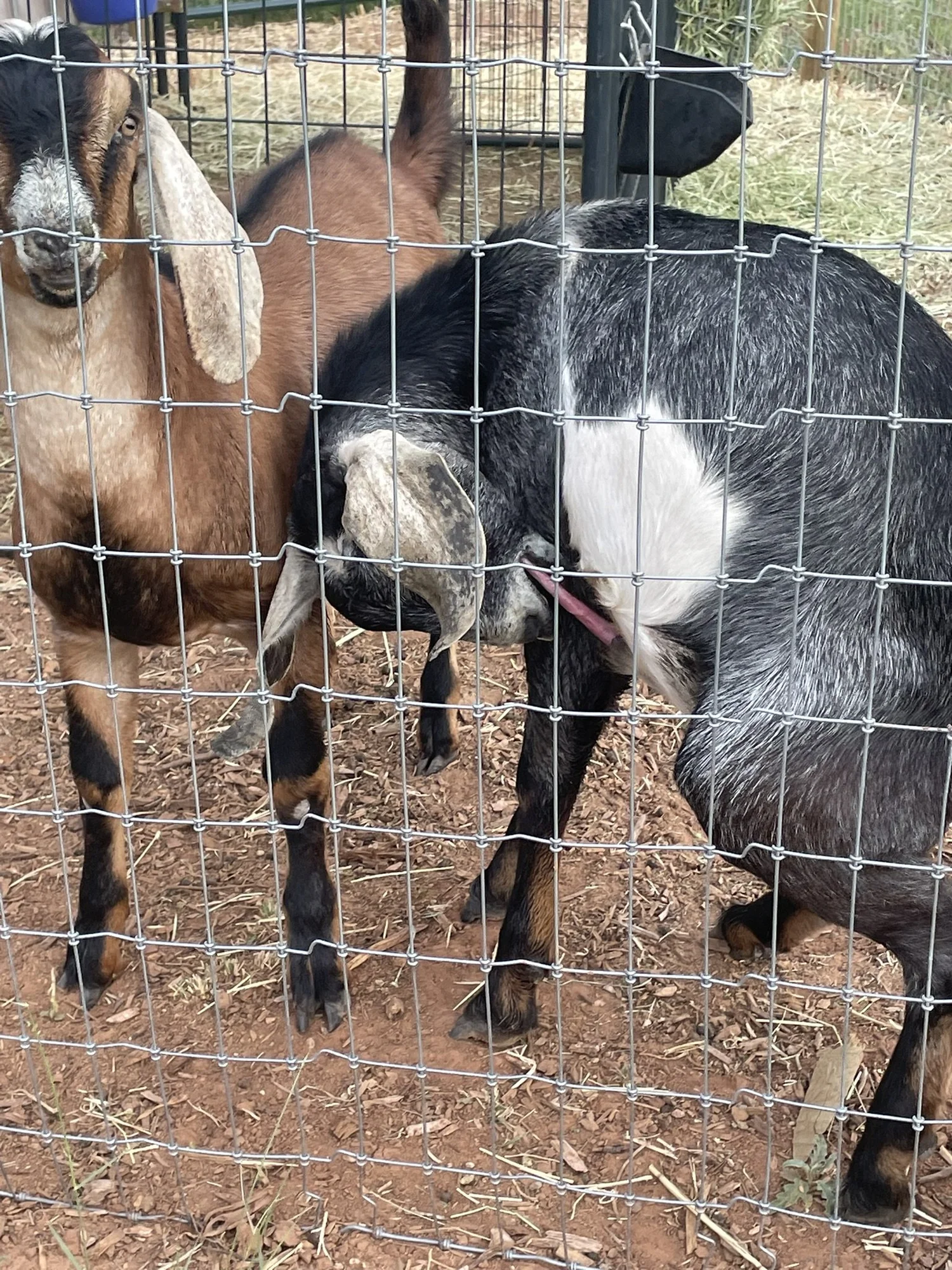 Nubian Goat Breeding: Heat, Rut & Ovulation Timing Guide