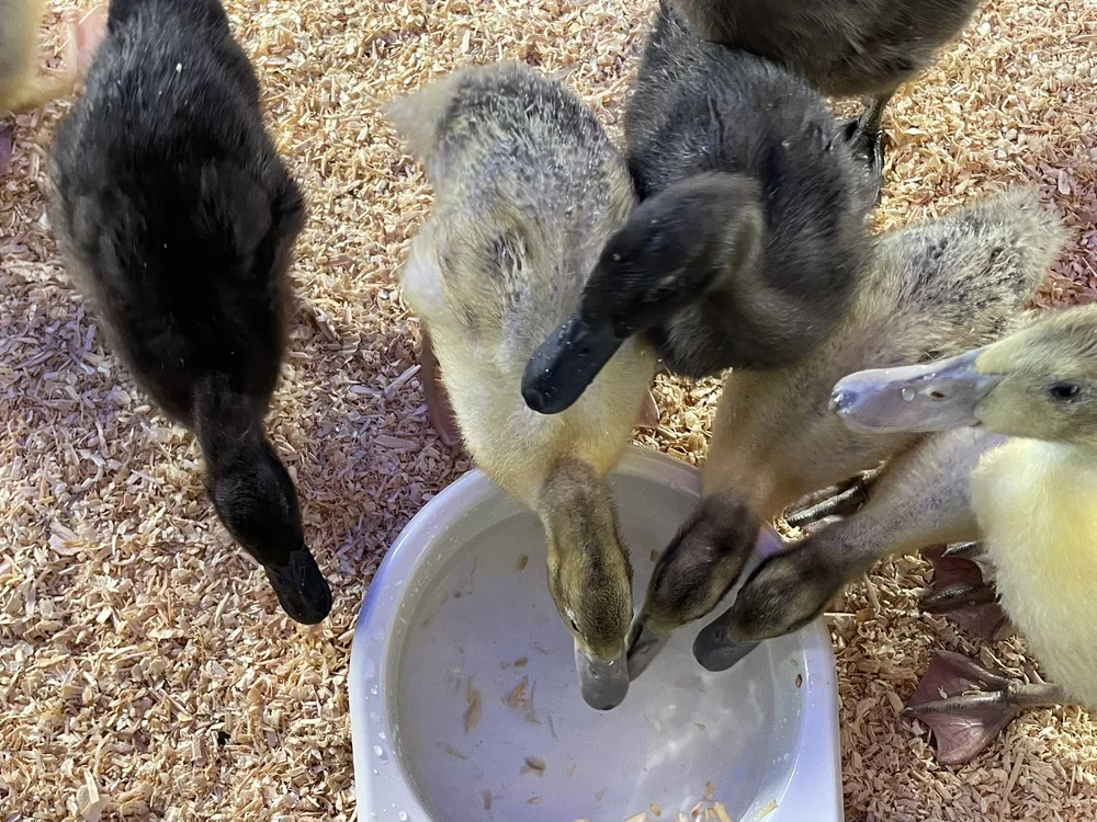 Sick Duckling? Common Duckling Health Problems, Symptoms & Treatment