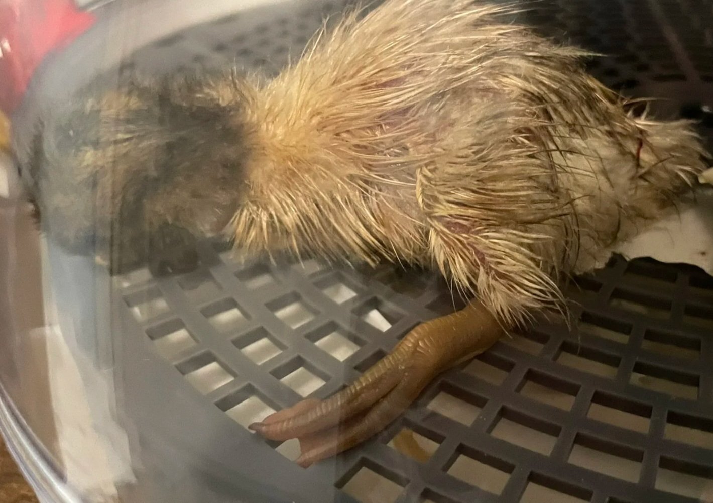 Sick Duckling? Common Duckling Health Problems, Symptoms & Treatment