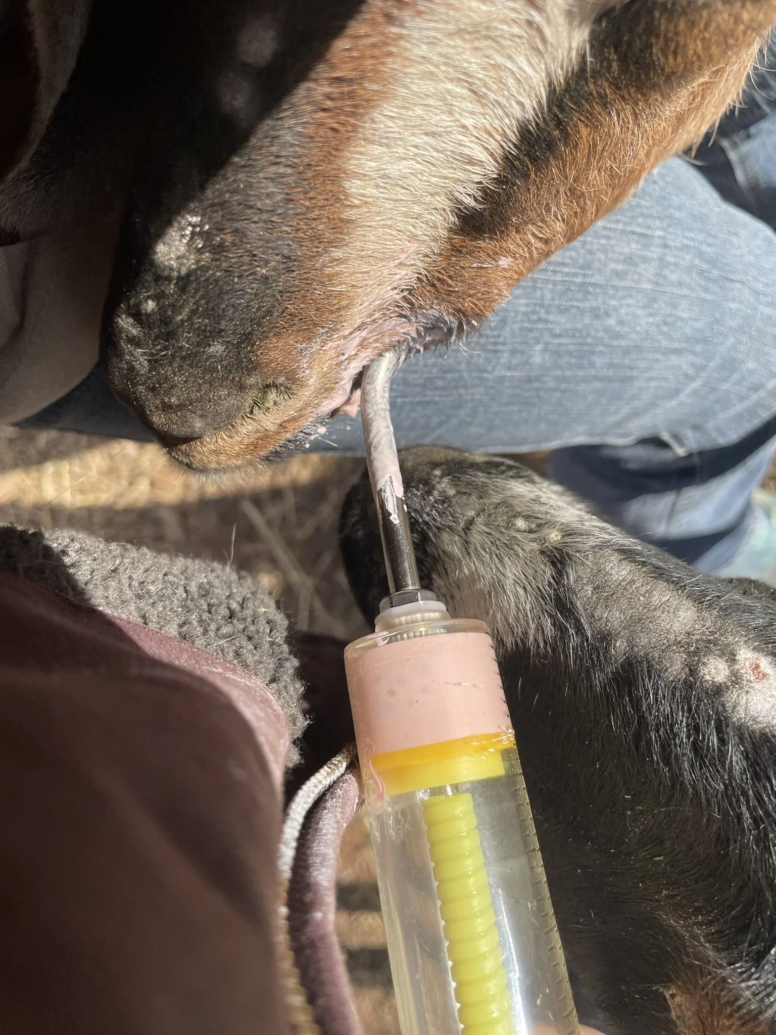 How to Drench a Goat Safely: Step-by-Step for Beginners
