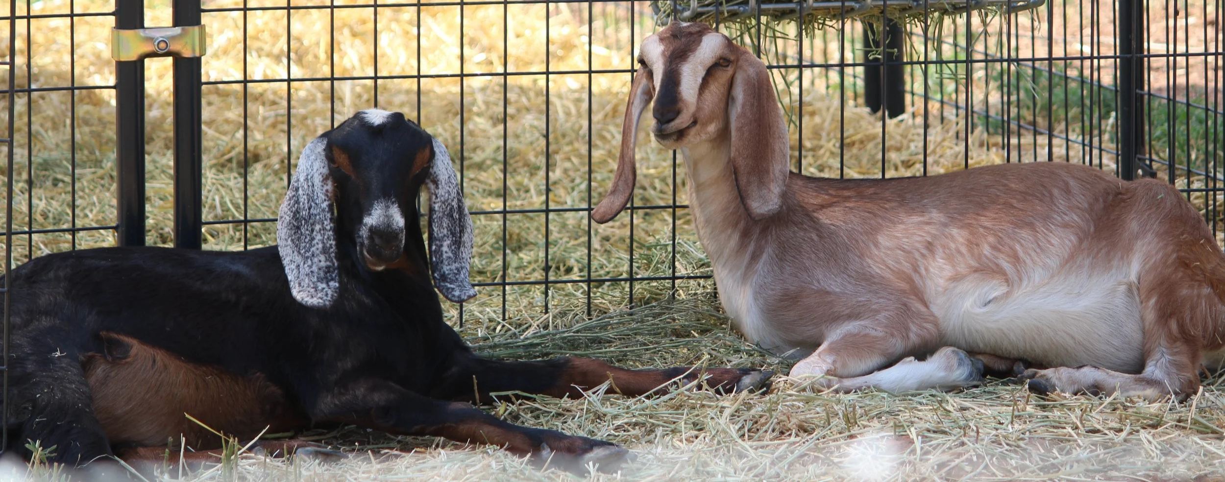 CAE in Goats: How It Spreads, Why Testing Matters & What You Can Do