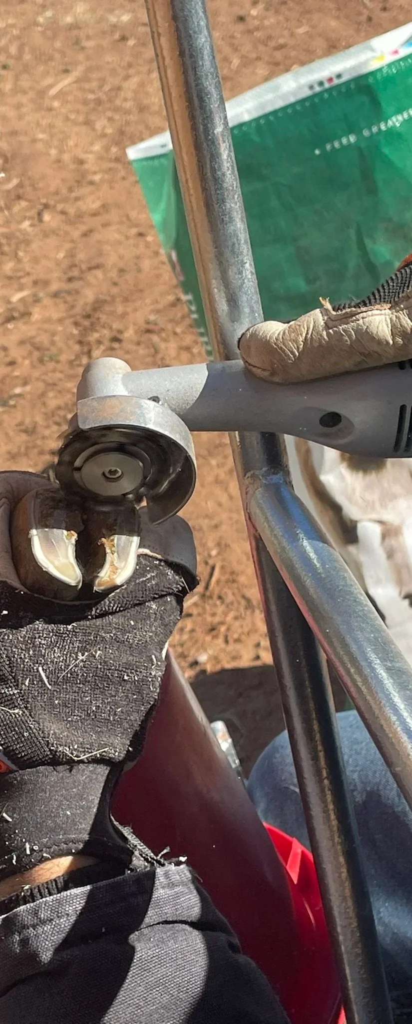 Goat Keeping Tools, Gear & Product Reviews: What We Use & What's Worth It