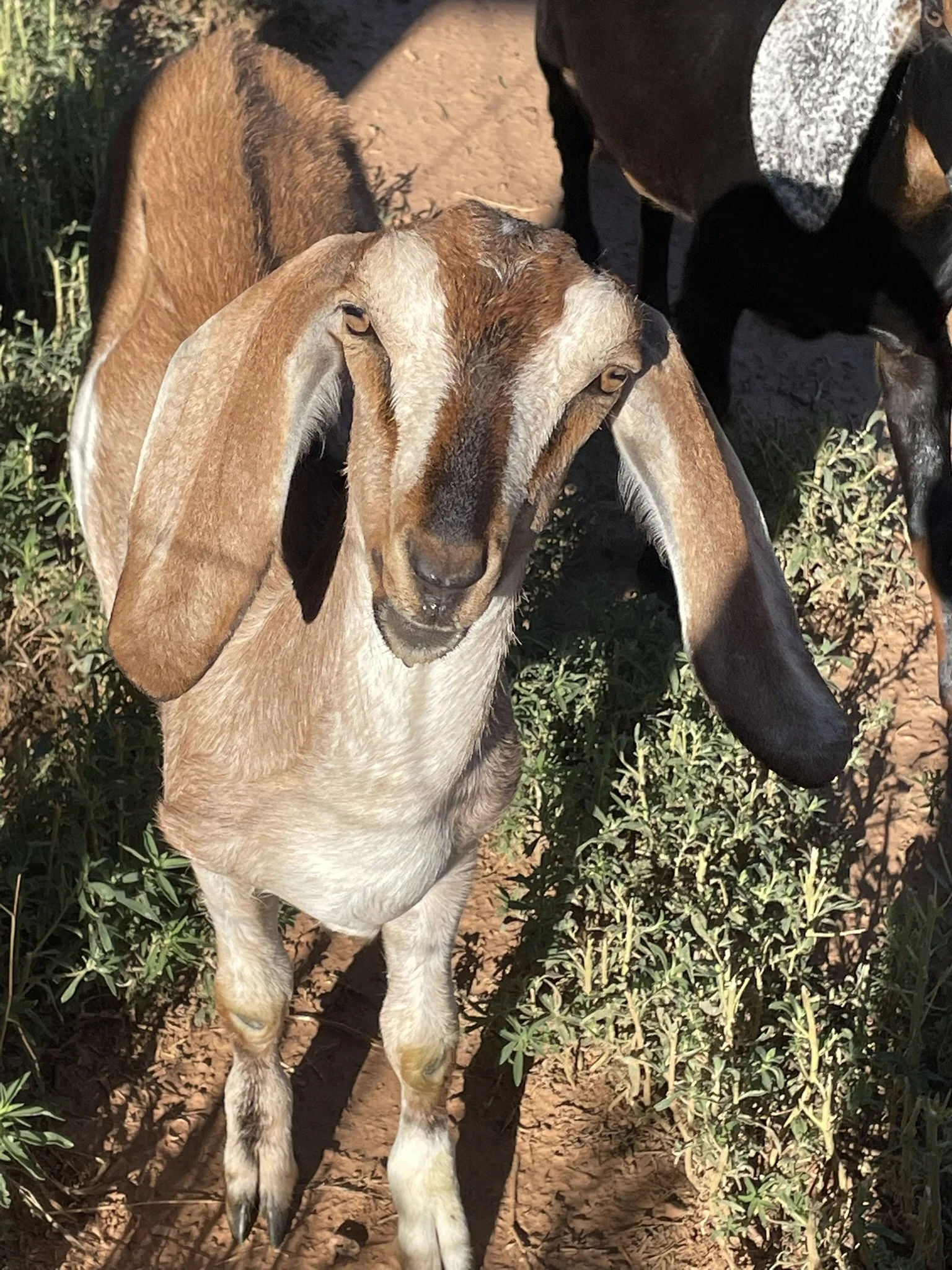 How to Drench a Goat Safely: Step-by-Step for Beginners