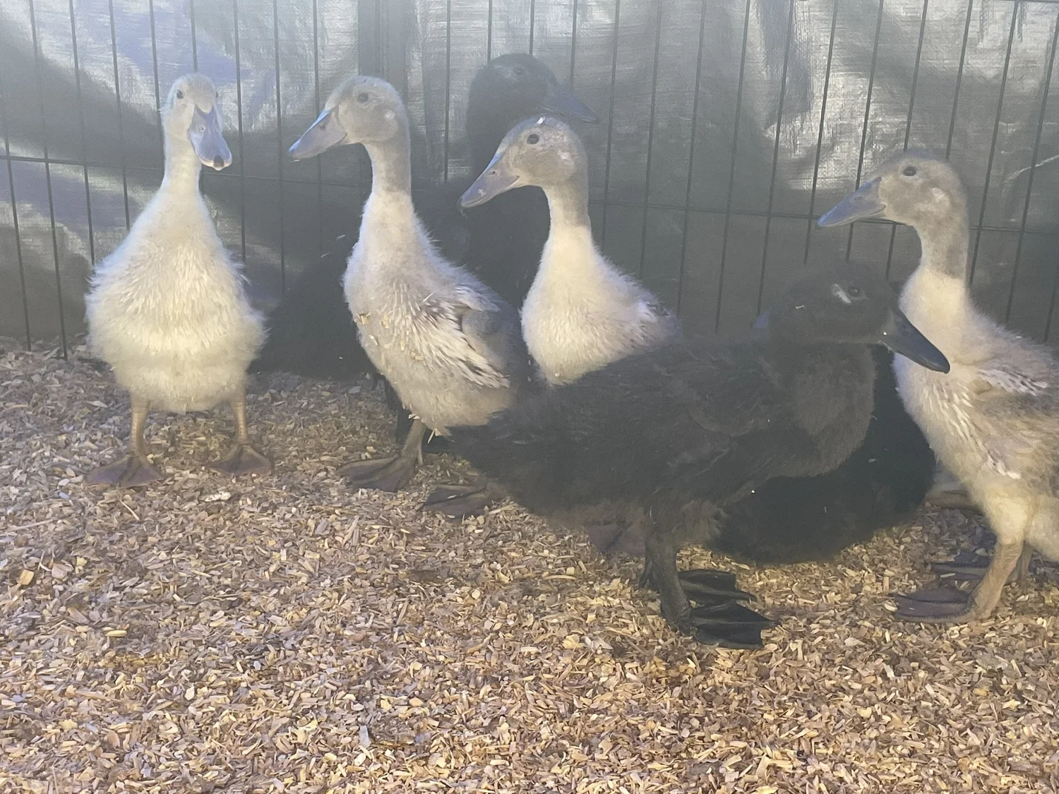 When Do Ducklings Get Feathers? Growth Stages & Week-by-Week Feathering ...