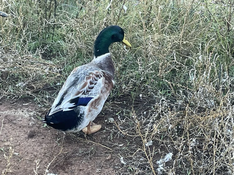 Welsh Harlequin Ducks: A Calm, Productive Breed for Small Farms