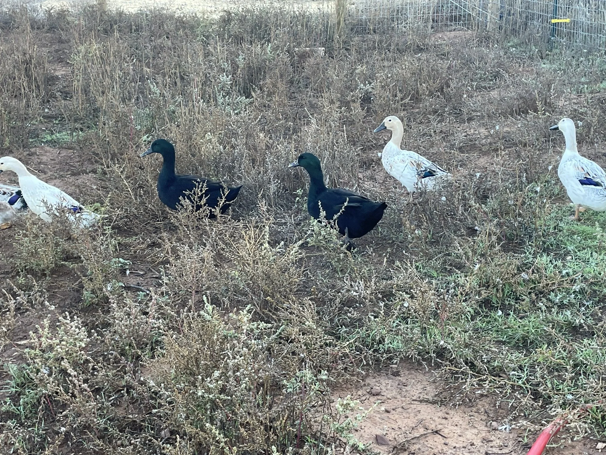 Welsh Harlequin Ducks: A Calm, Productive Breed for Small Farms