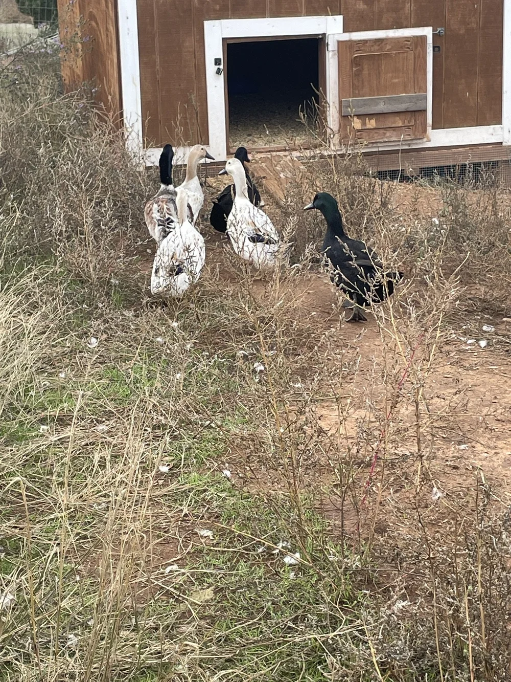 When Do Ducklings Get Feathers? Growth Stages & Week-by-Week Feathering ...