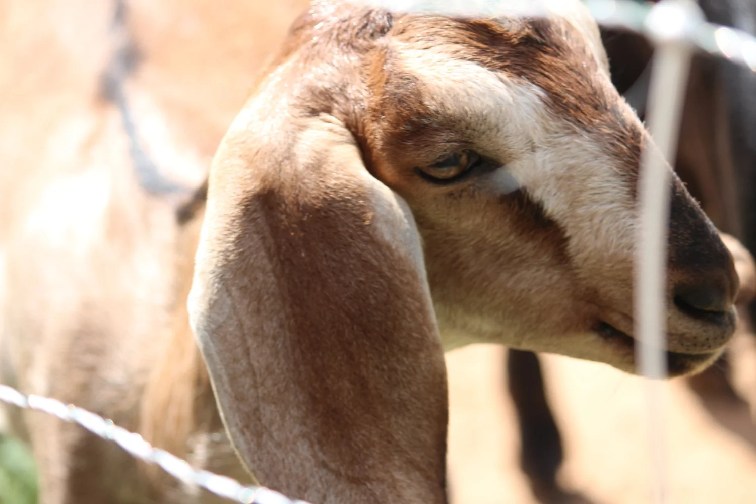 How to Train a Goat: Stop Biting, Headbutting & Bad Behavior Early