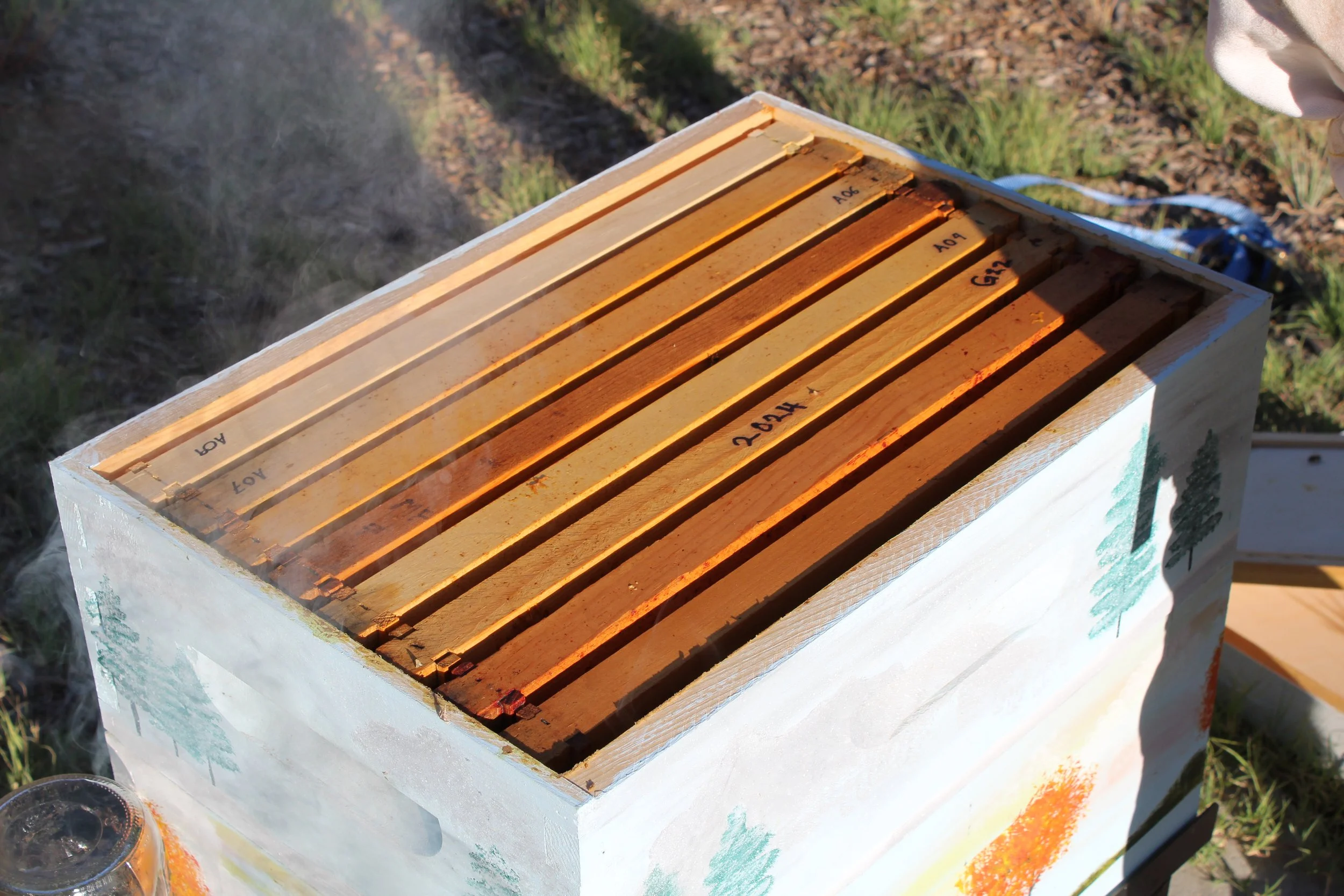 Langstroth Beehive Guide for Beginners: Box Sizes, Frames & Climate Tips