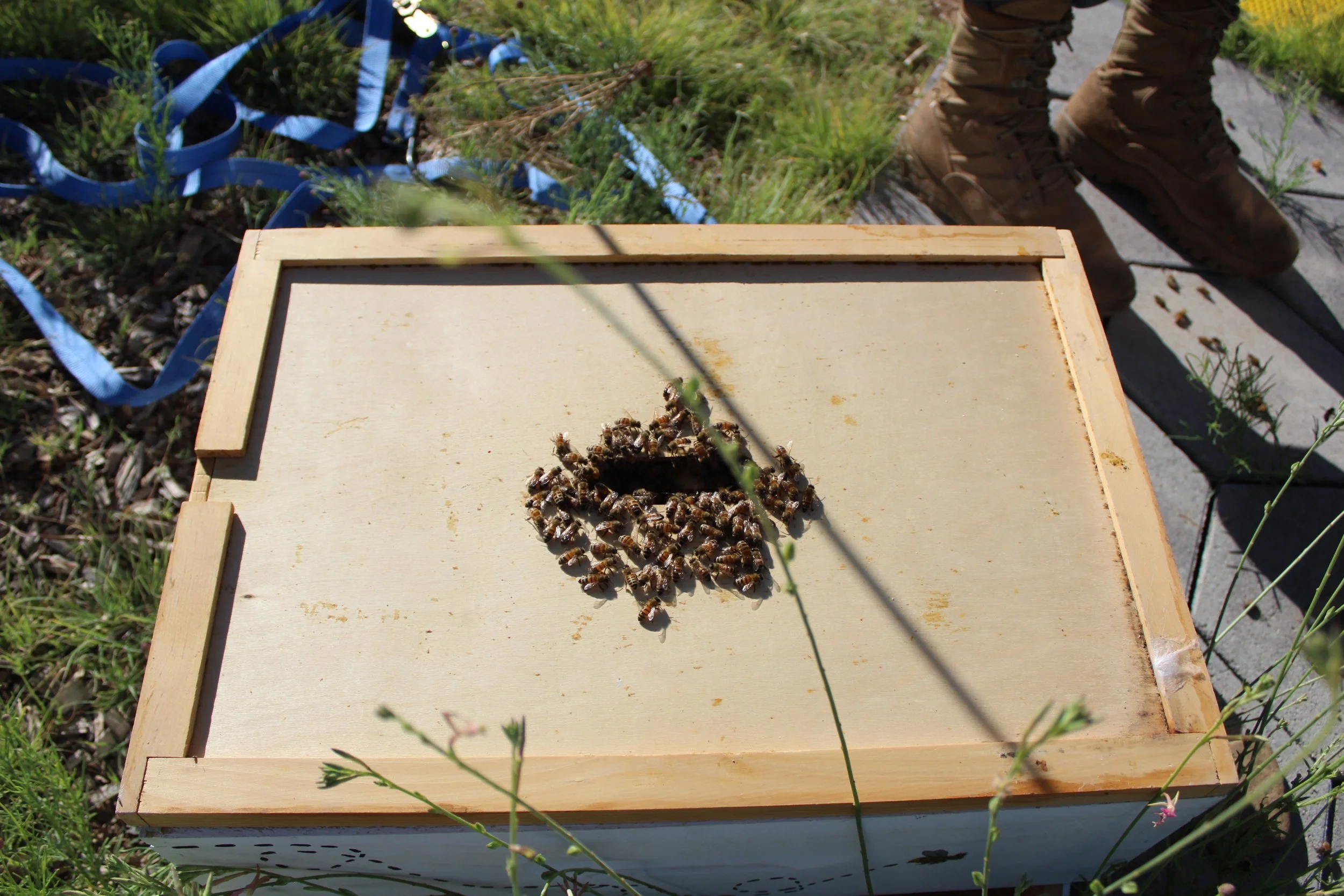 Langstroth Beehive Guide for Beginners: Box Sizes, Frames & Climate Tips