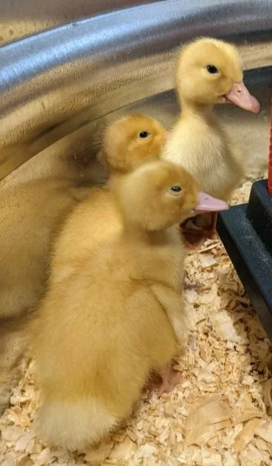 Sick Duckling? Common Duckling Health Problems, Symptoms & Treatment