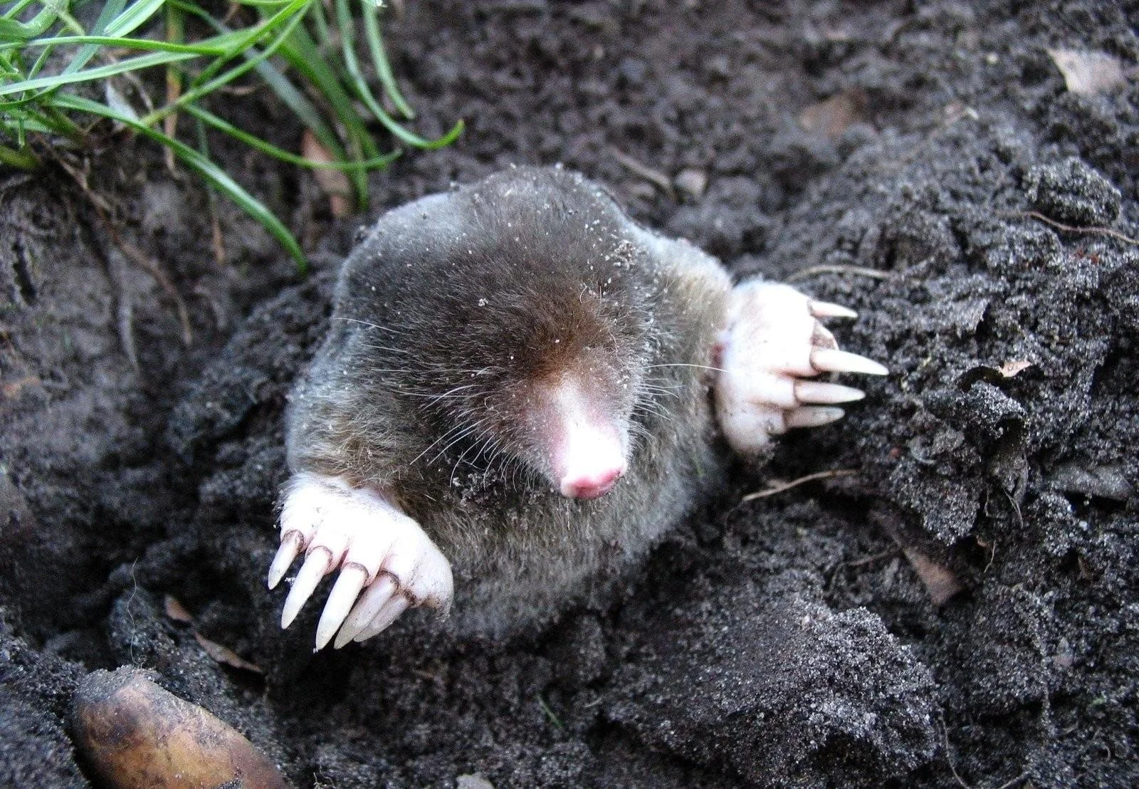 Crawfordsville Mole & Vole Control: Expert Tips for Homes & Businesses ...