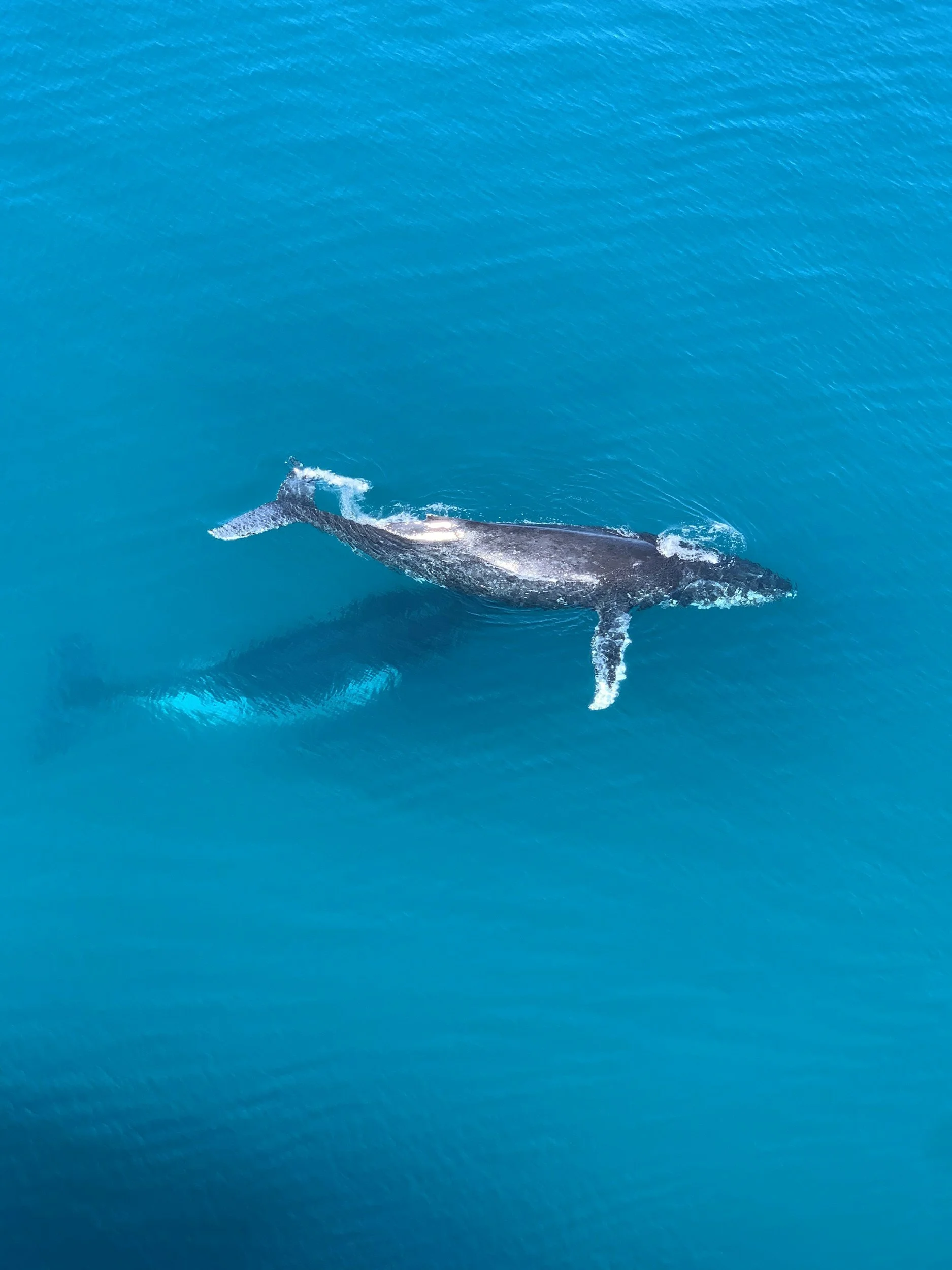Kandu Trips - Maldives Whale and Boat Adventures