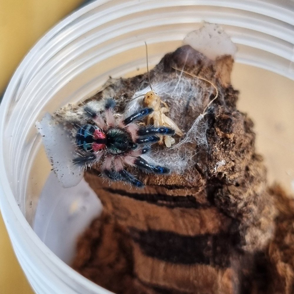 Spider Farm | Discover Unique Spiders Today!