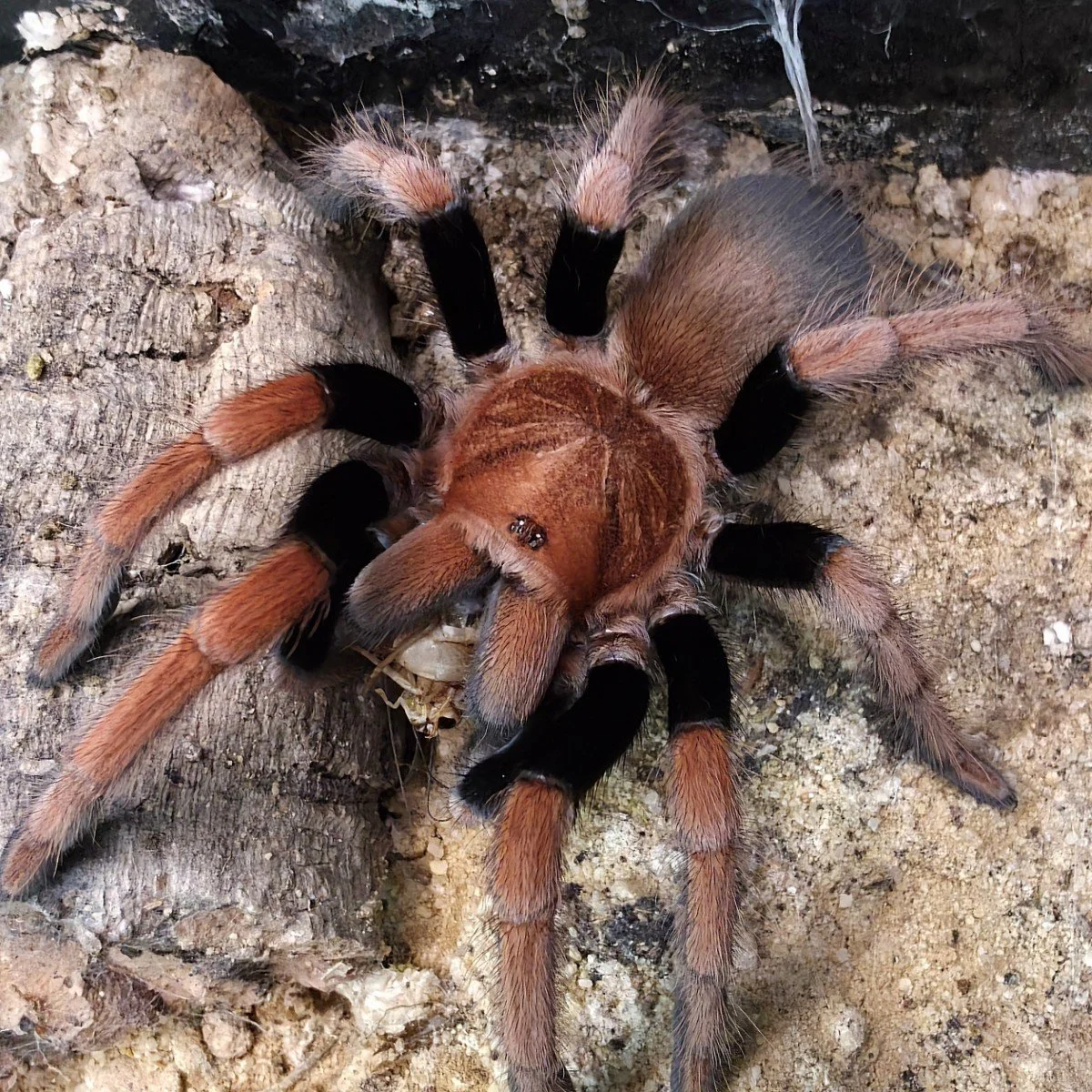 Spider Farm | Discover Unique Spiders Today!