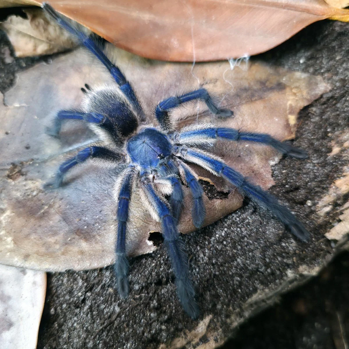 Spider Farm | Discover Unique Spiders Today!