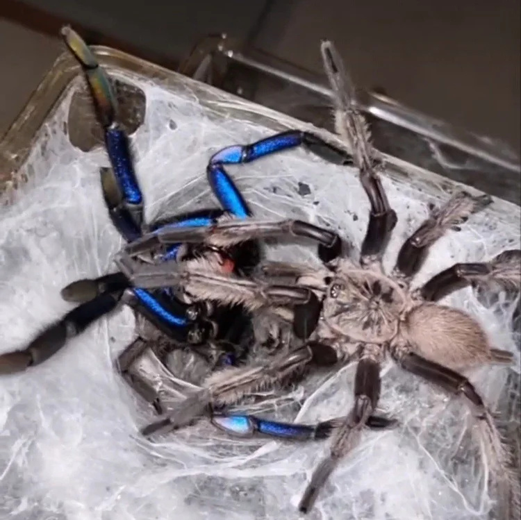 Spider Farm | Discover Unique Spiders Today!