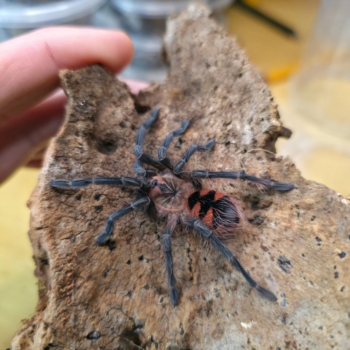 Spider Farm | Discover Unique Spiders Today!