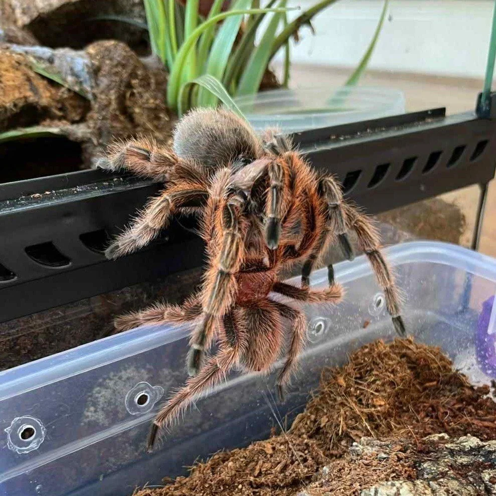 Spider Farm | Discover Unique Spiders Today!