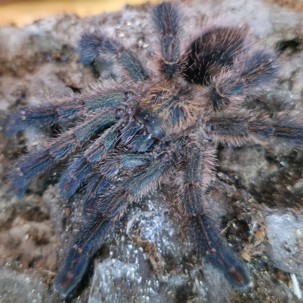 Spider Farm | Discover Unique Spiders Today!