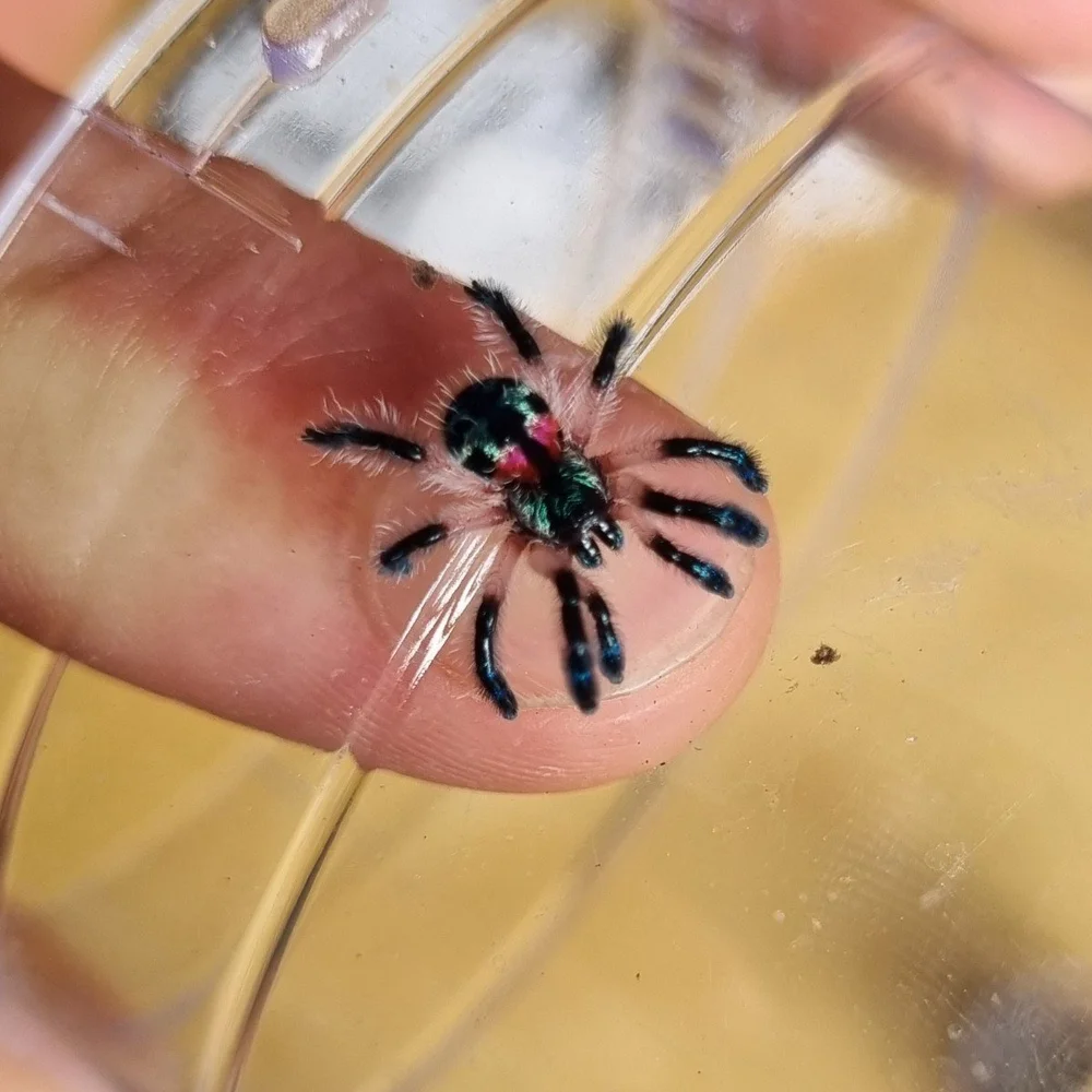 Spider Farm | Discover Unique Spiders Today!