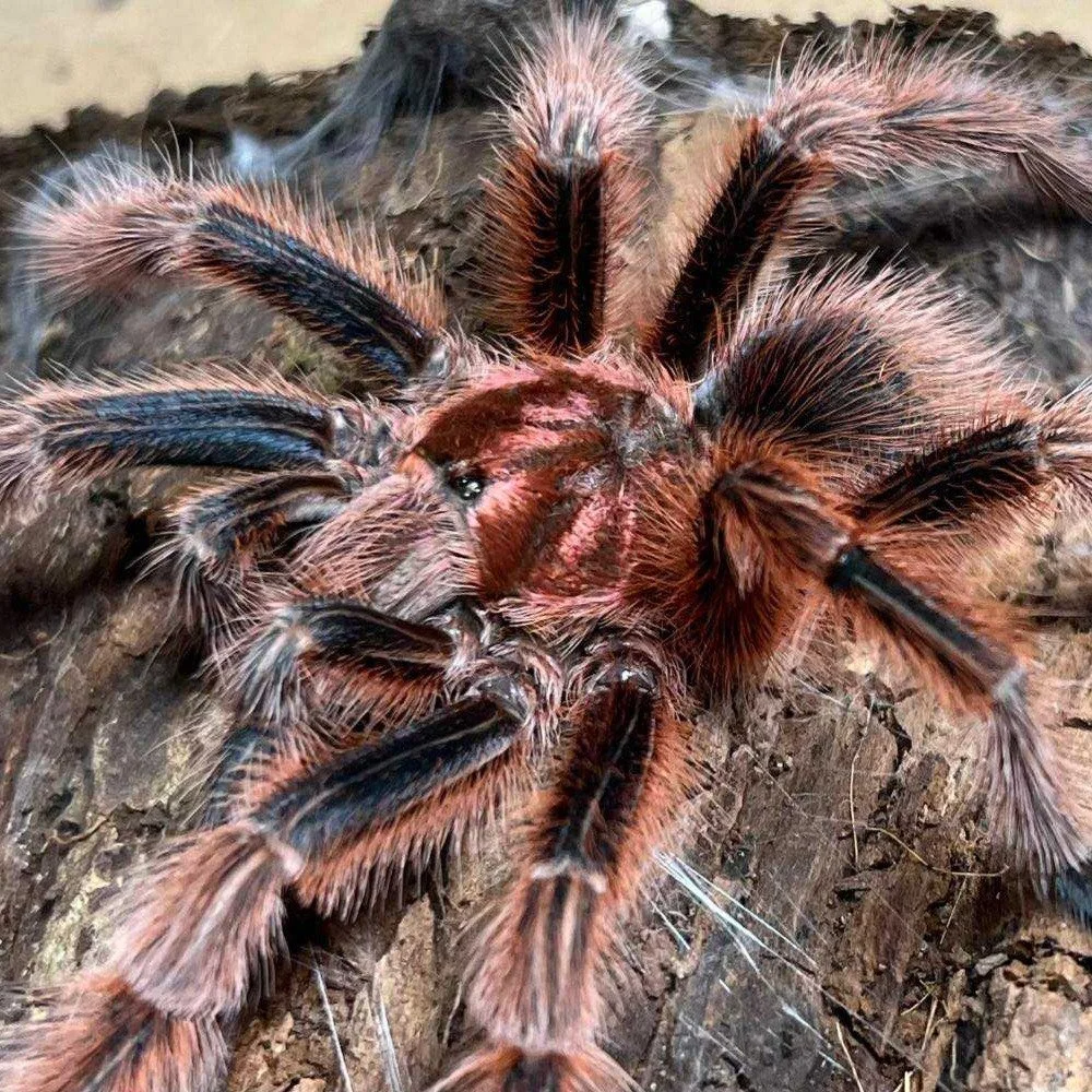Spider Farm | Discover Unique Spiders Today!